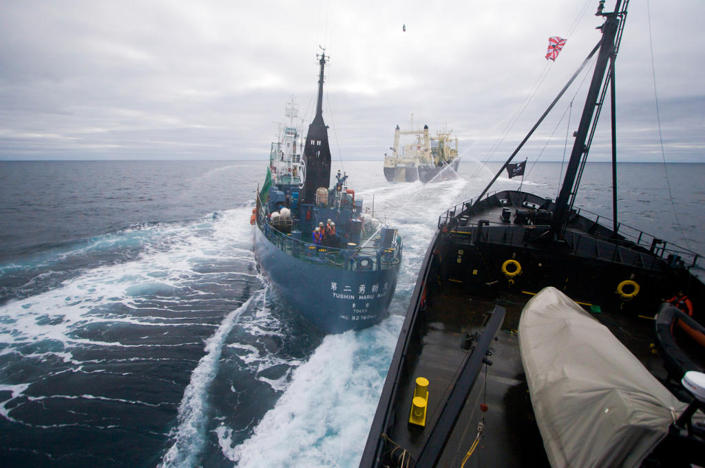 Stop Whaling | Whale Wars | Animal Planet