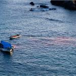 Photos of the Dolphin Hunt | Animal Planet