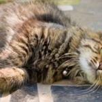 What causes cats to fall over repeatedly? | Healthy Cats | Animal Planet
