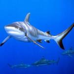 Shark Cam | Animal Planet