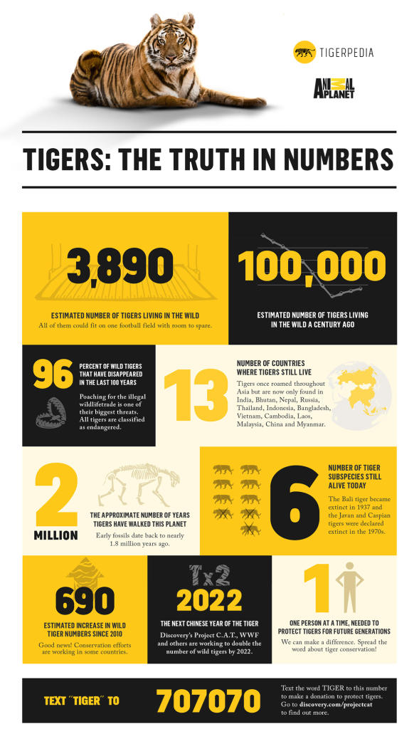Tigers by the Numbers | Animal Planet