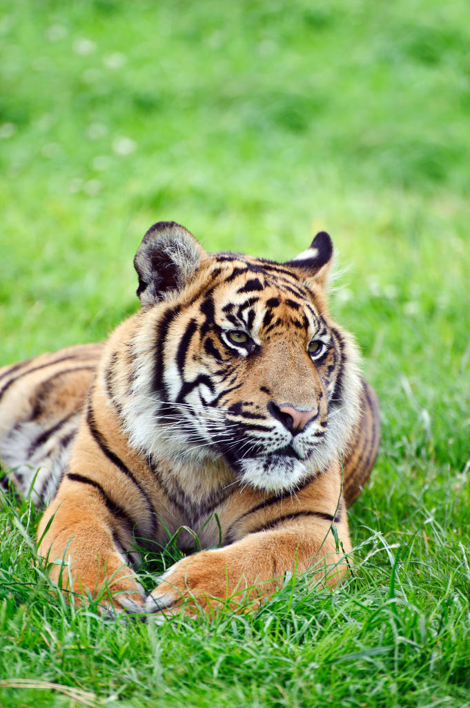 Sumatran Tiger | Endangered Species | Animal Planet