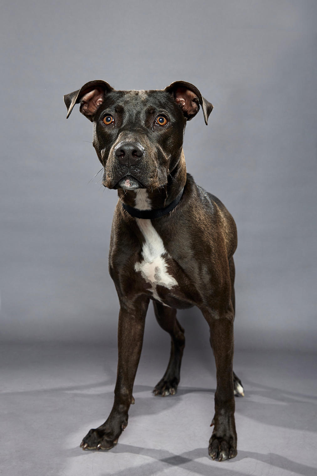 Puppy Bowl XVI: Meet the Stars of the Dog Bowl | Puppy Bowl | Animal Planet