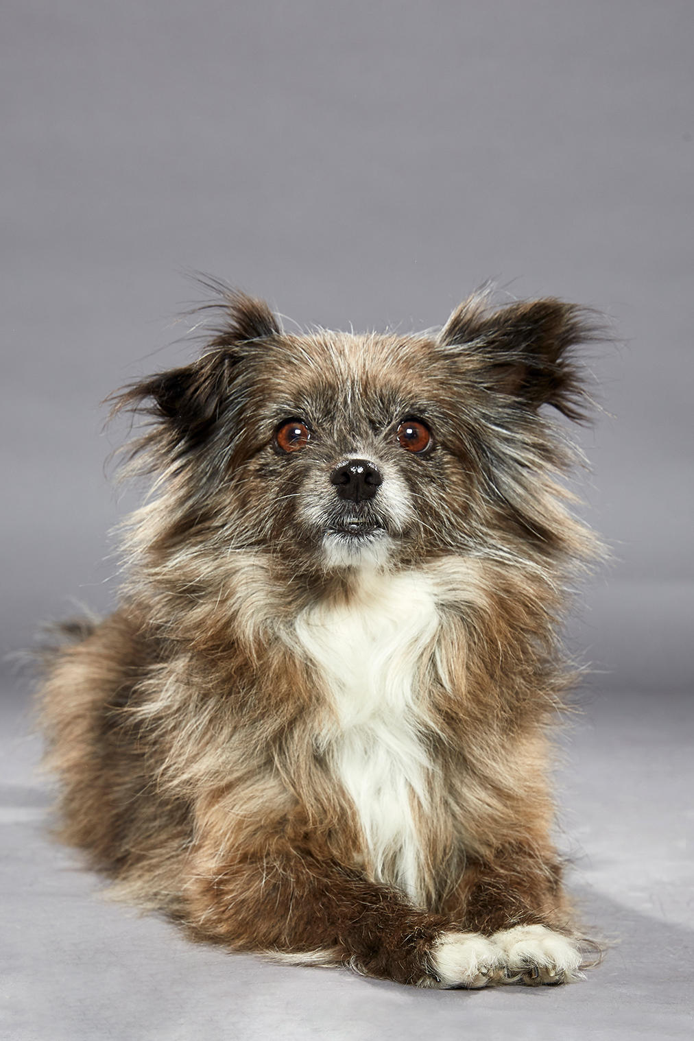 Puppy Bowl XVI: Meet the Stars of the Dog Bowl | Puppy Bowl | Animal Planet