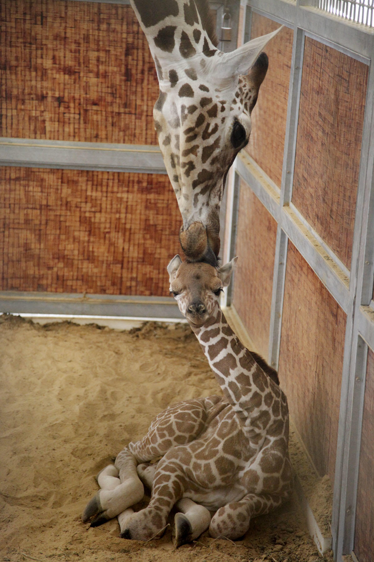 Giraffe Photos | Giraffe Birth Live | Animal Planet