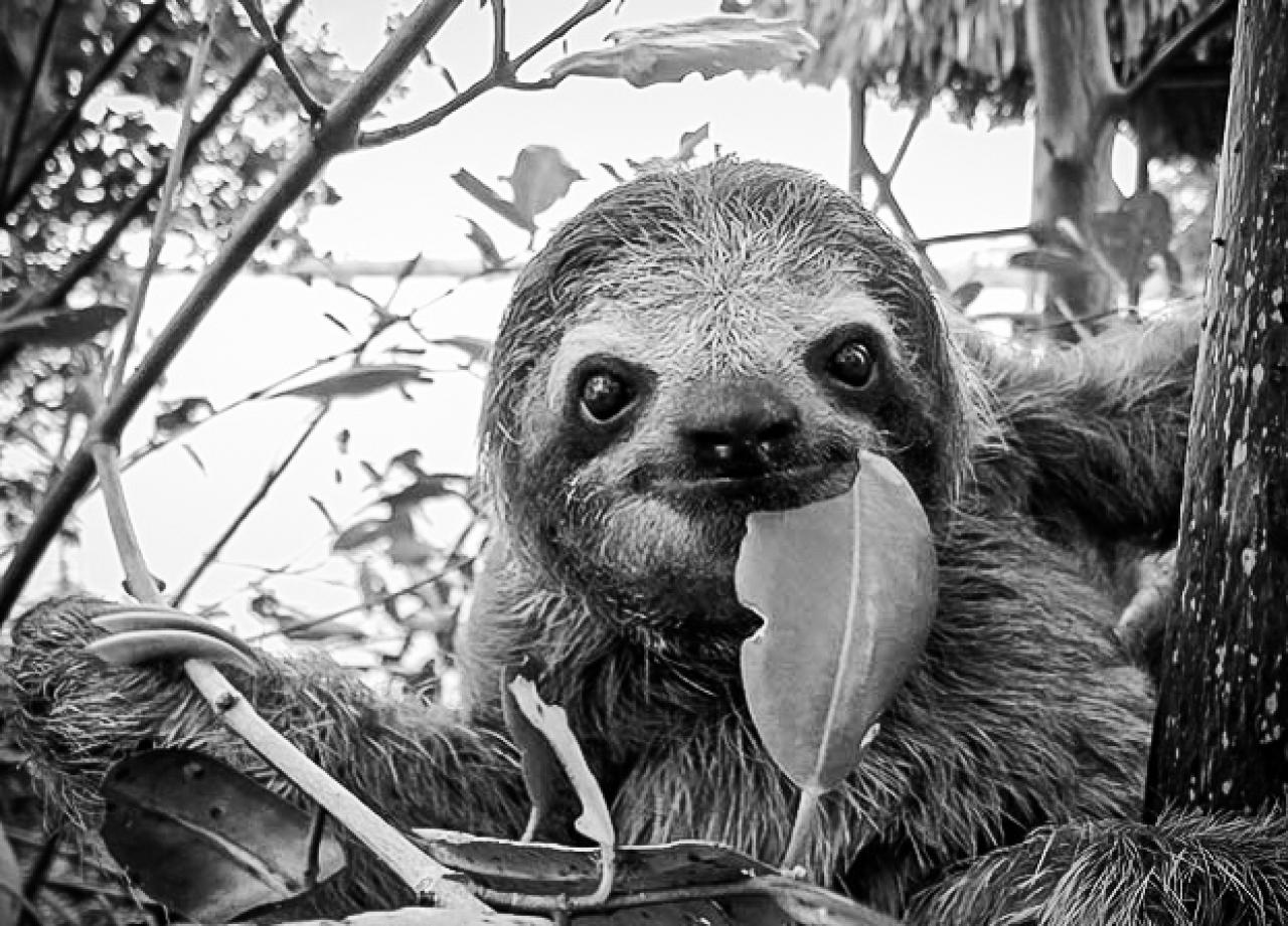 Super Cute Sloths in Black and White | Too Cute | Animal Planet