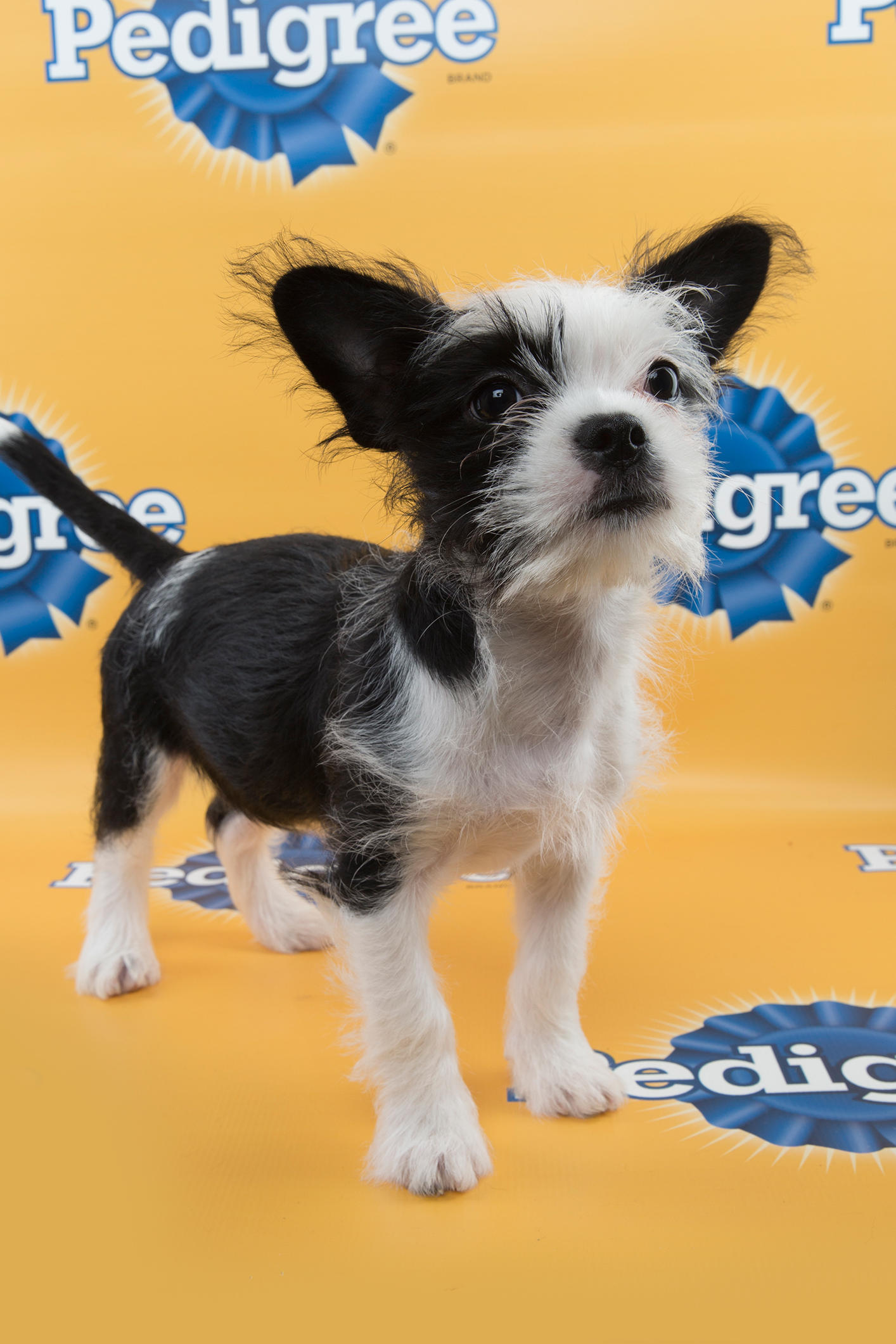 Puppy Bowl XI Starting Lineup Photos | Puppy Bowl | Animal Planet