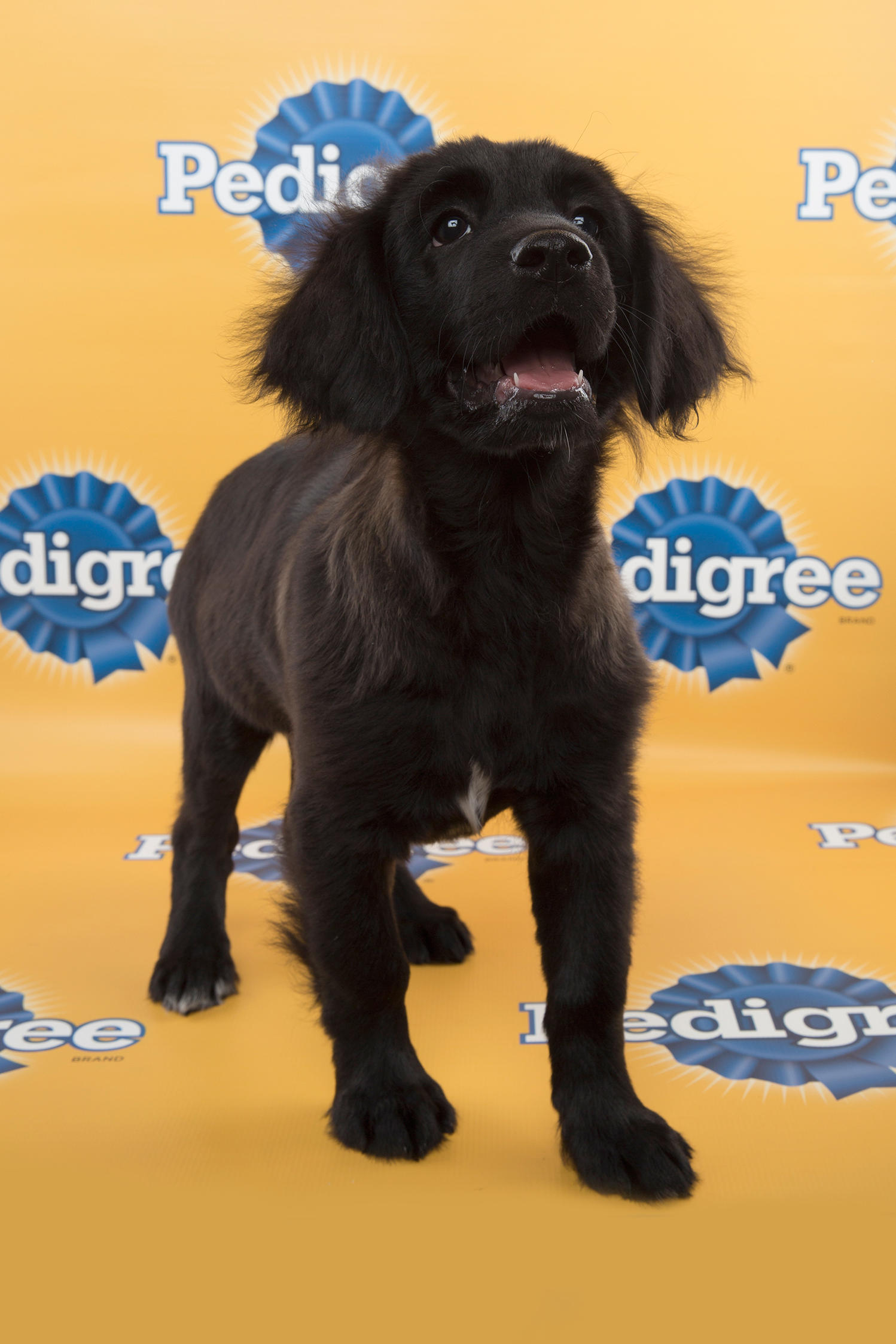 Puppy Bowl XI: Back Up Pups | Puppy Bowl | Animal Planet