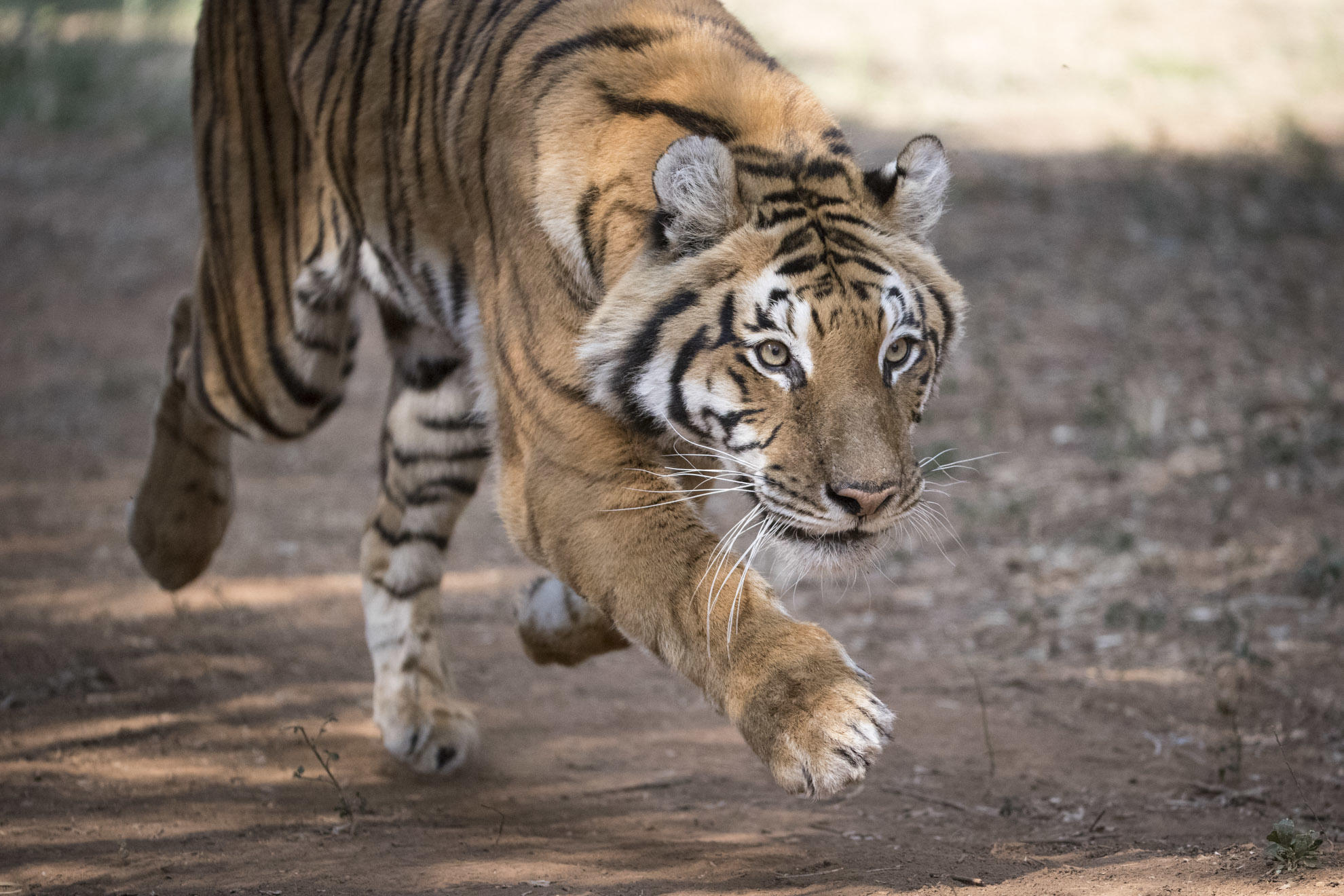 Tigers in Action | Animal Planet