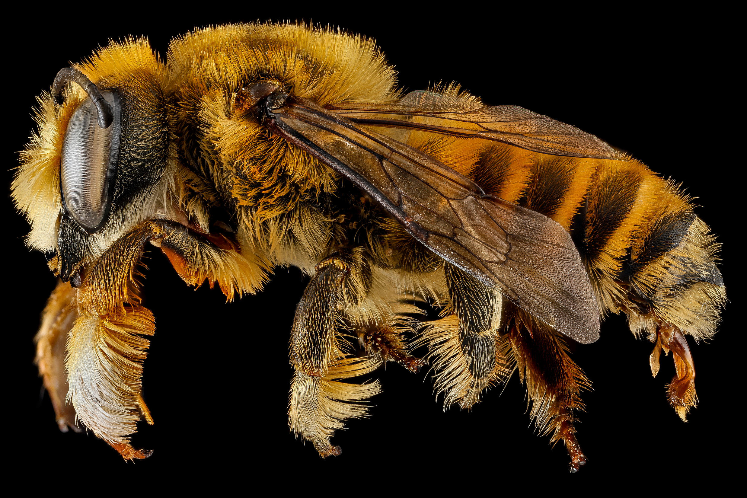 Beautiful Up Close Images of Bees | Animal Planet