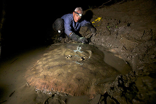 Stingray Pictures | River Monsters | Animal Planet