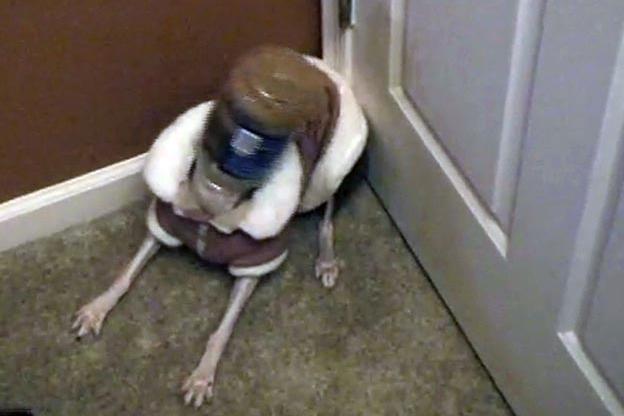 Bad Dog Pictures | Bad Dog | Animal Planet