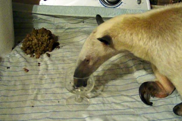 Bad Dog Pictures | Bad Dog | Animal Planet