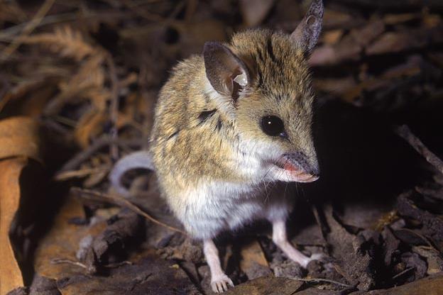 Top 20 Cutest Animals: Pictures | Animal Planet