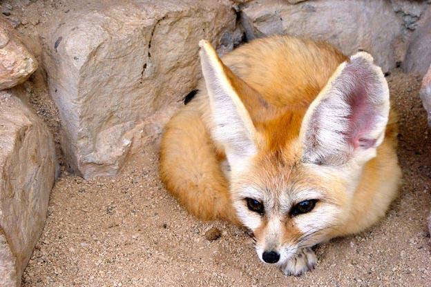 Top 20 Cutest Animals: Pictures | Animal Planet