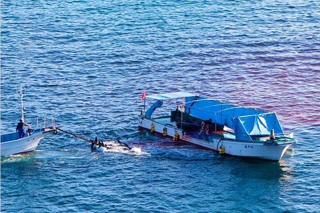 Photos of the Dolphin Hunt | Animal Planet