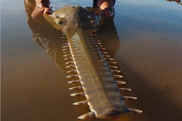 Freshwater Sawfish Pictures | River Monsters | Animal Planet