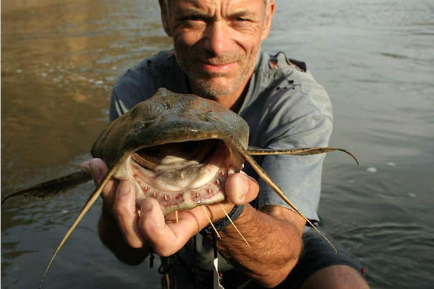 Goonch Catfish Photos | River Monsters | Animal Planet