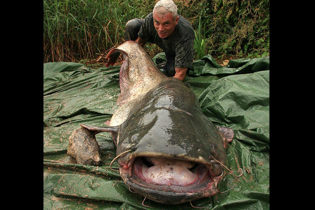Wels Catfish Photos | River Monsters | Animal Planet