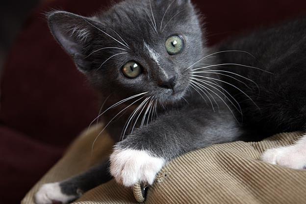 Cute, Cuddly, Kissable Kittens! Pictures | Animal Planet