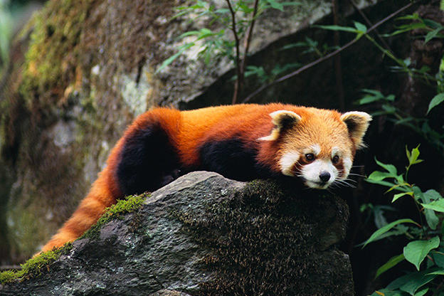 Red Panda Photos | Animal Planet