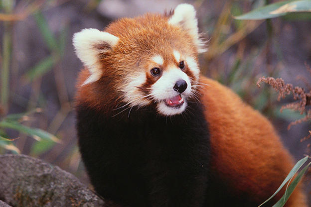 Red Panda Photos | Animal Planet