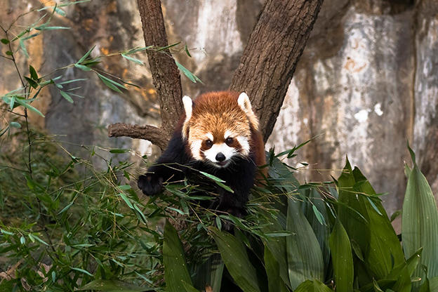 Red Panda Photos | Animal Planet