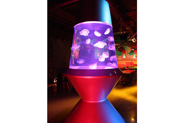 The Tanks of Tanked | Tanked | Animal Planet