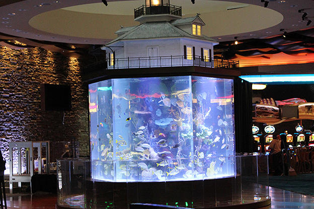 The Tanks of Tanked | Tanked | Animal Planet