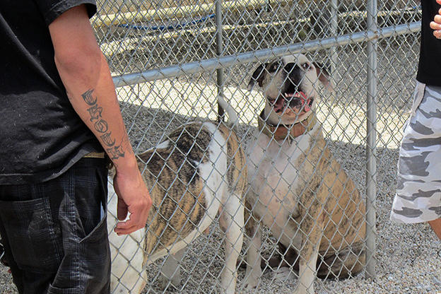 Scenes from Season 4 | Pit Bulls and Parolees | Animal Planet