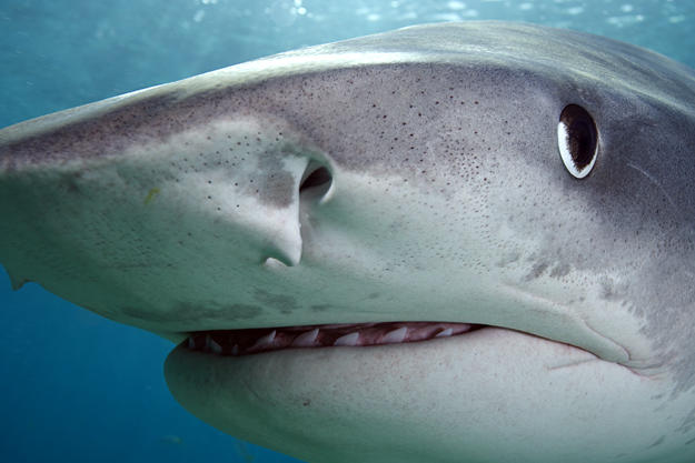 Tiger Shark Pictures | Shark Week | Discovery