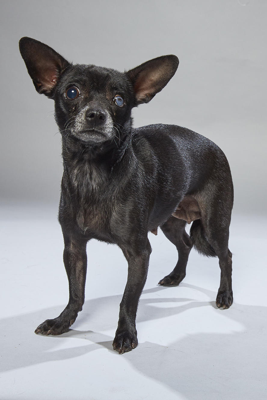 Puppy Bowl XV: Meet the Stars of the Dog Bowl | Puppy Bowl | Animal Planet