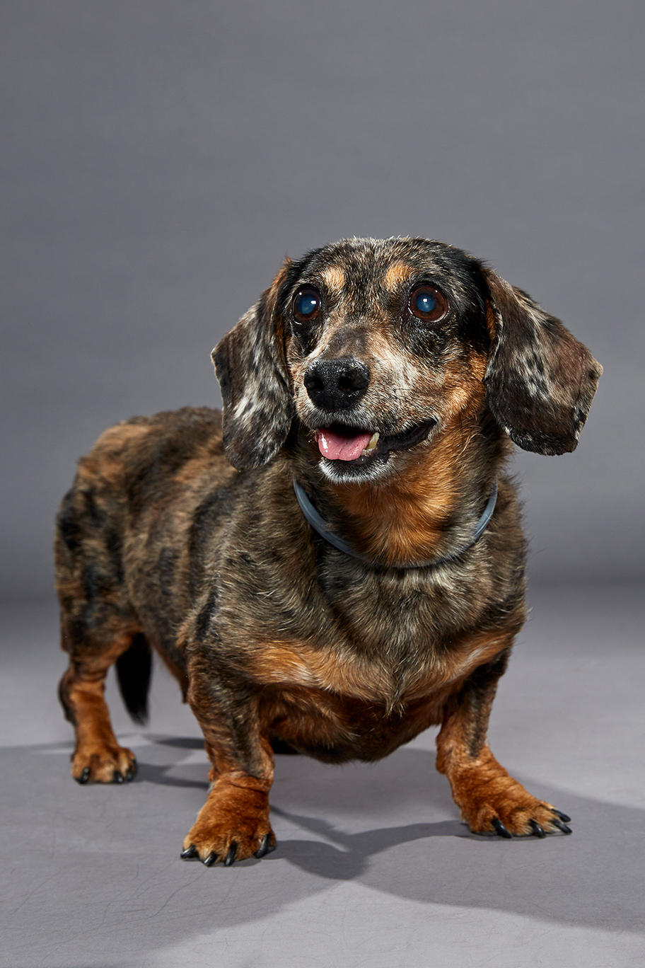 Puppy Bowl XVI: Meet the Stars of the Dog Bowl | Puppy Bowl | Animal Planet