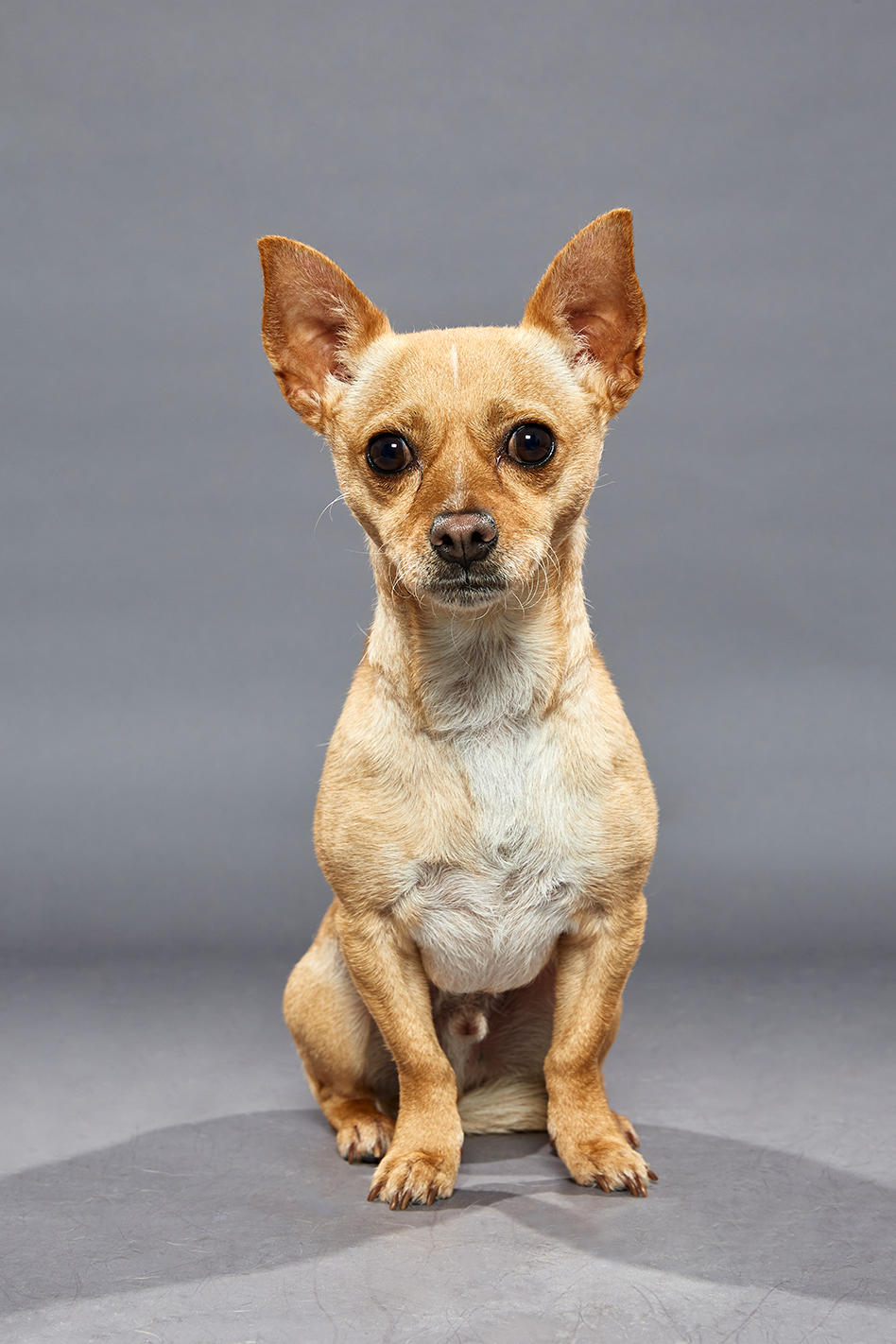 Puppy Bowl XVI: Meet the Stars of the Dog Bowl | Puppy Bowl | Animal Planet