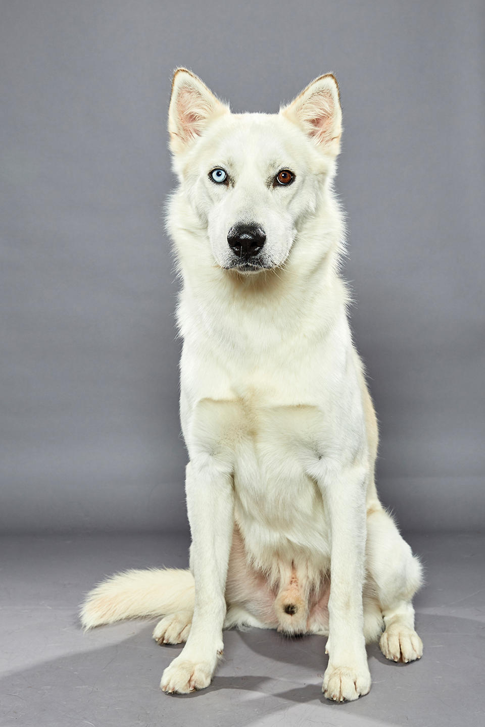 Puppy Bowl XVI: Meet the Stars of the Dog Bowl | Puppy Bowl | Animal Planet