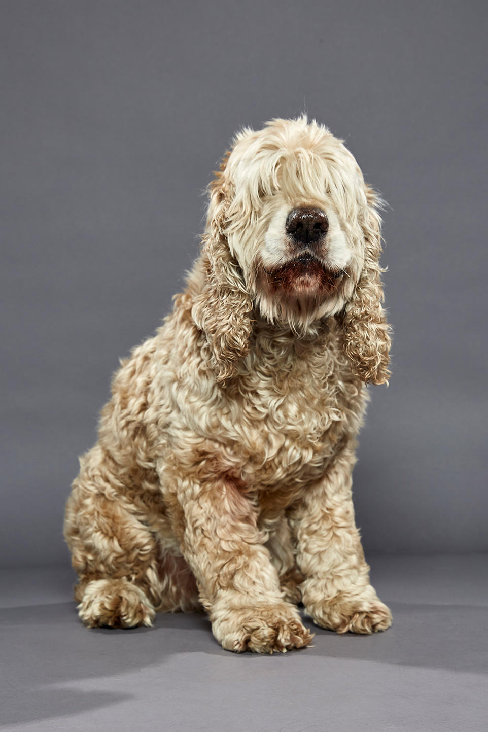 Puppy Bowl XVI: Meet the Stars of the Dog Bowl | Puppy Bowl | Animal Planet